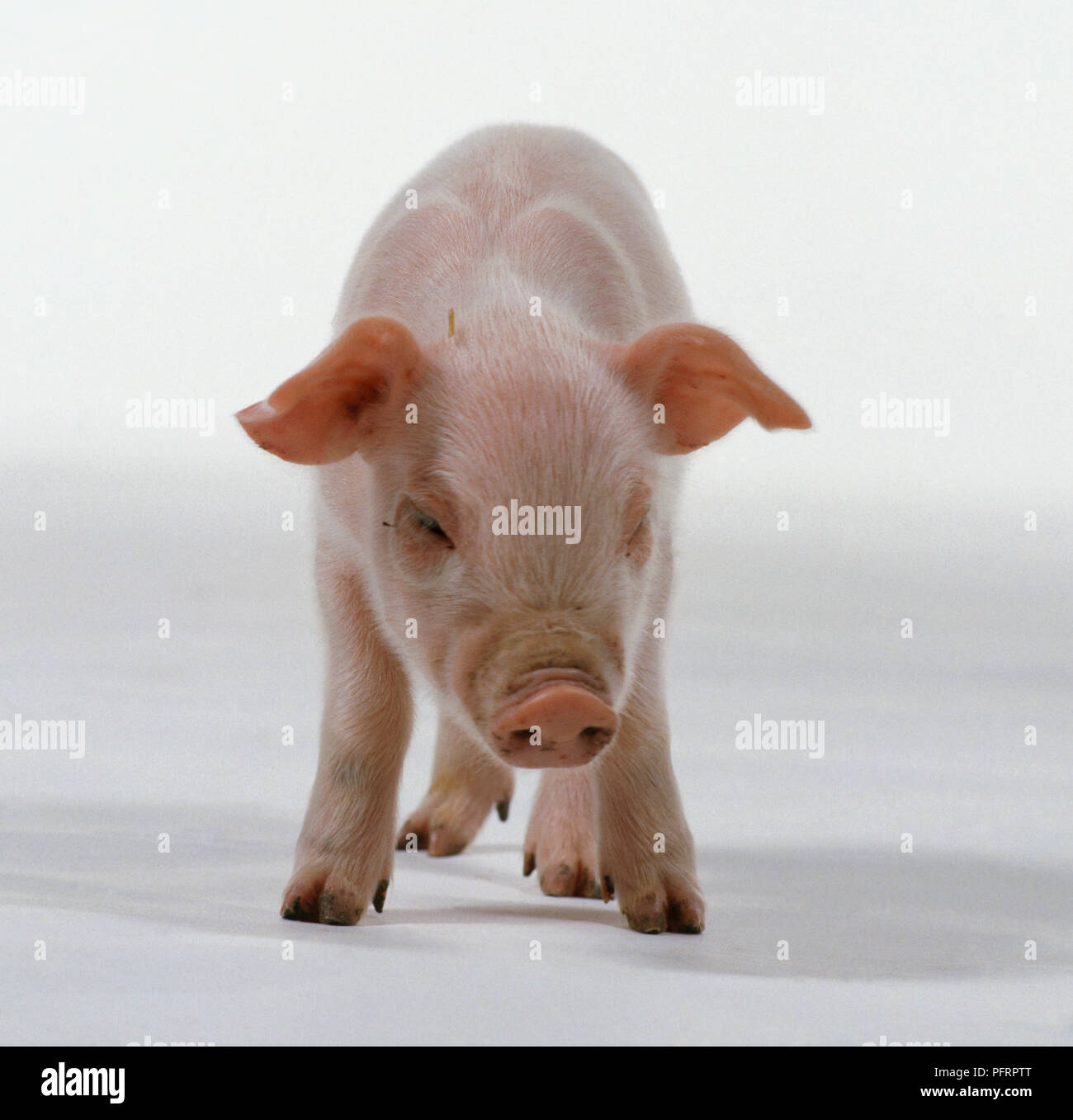 Pink piglet (Sus domestica), looking downwards Stock Photo - Alamy