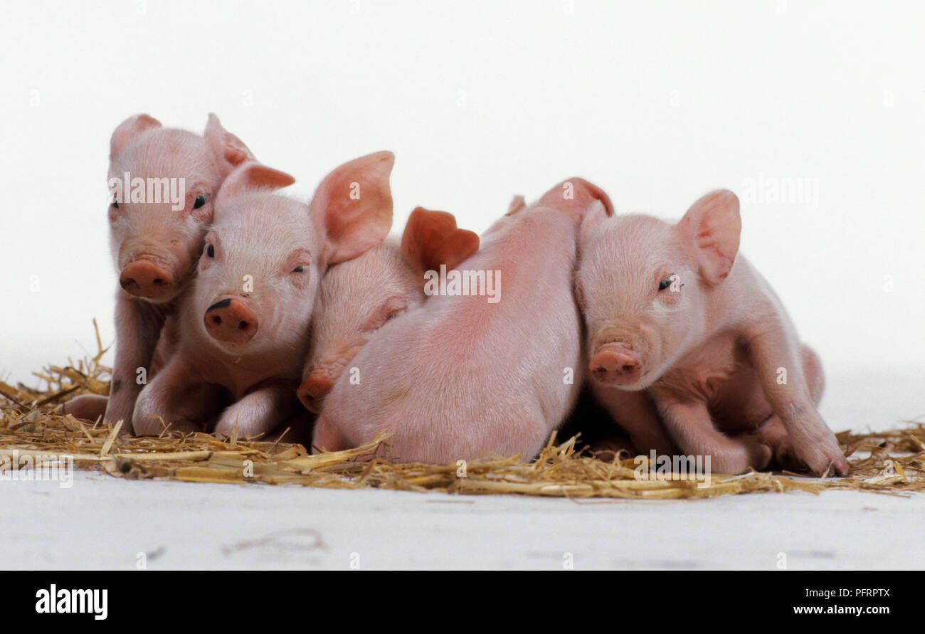 Five piglets hi-res stock photography and images - Alamy