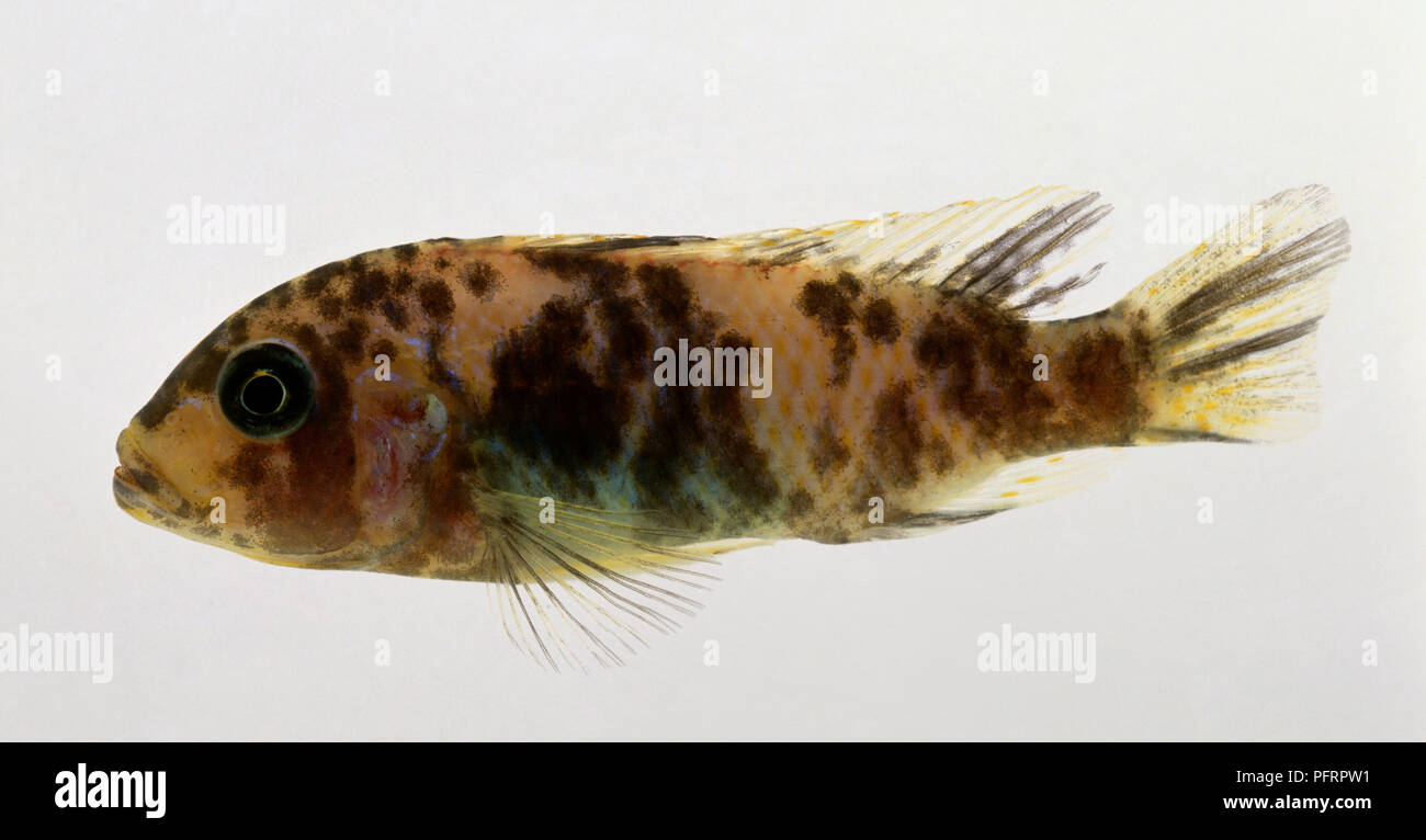 Orange Blotch Zebra fish Stock Photo - Alamy
