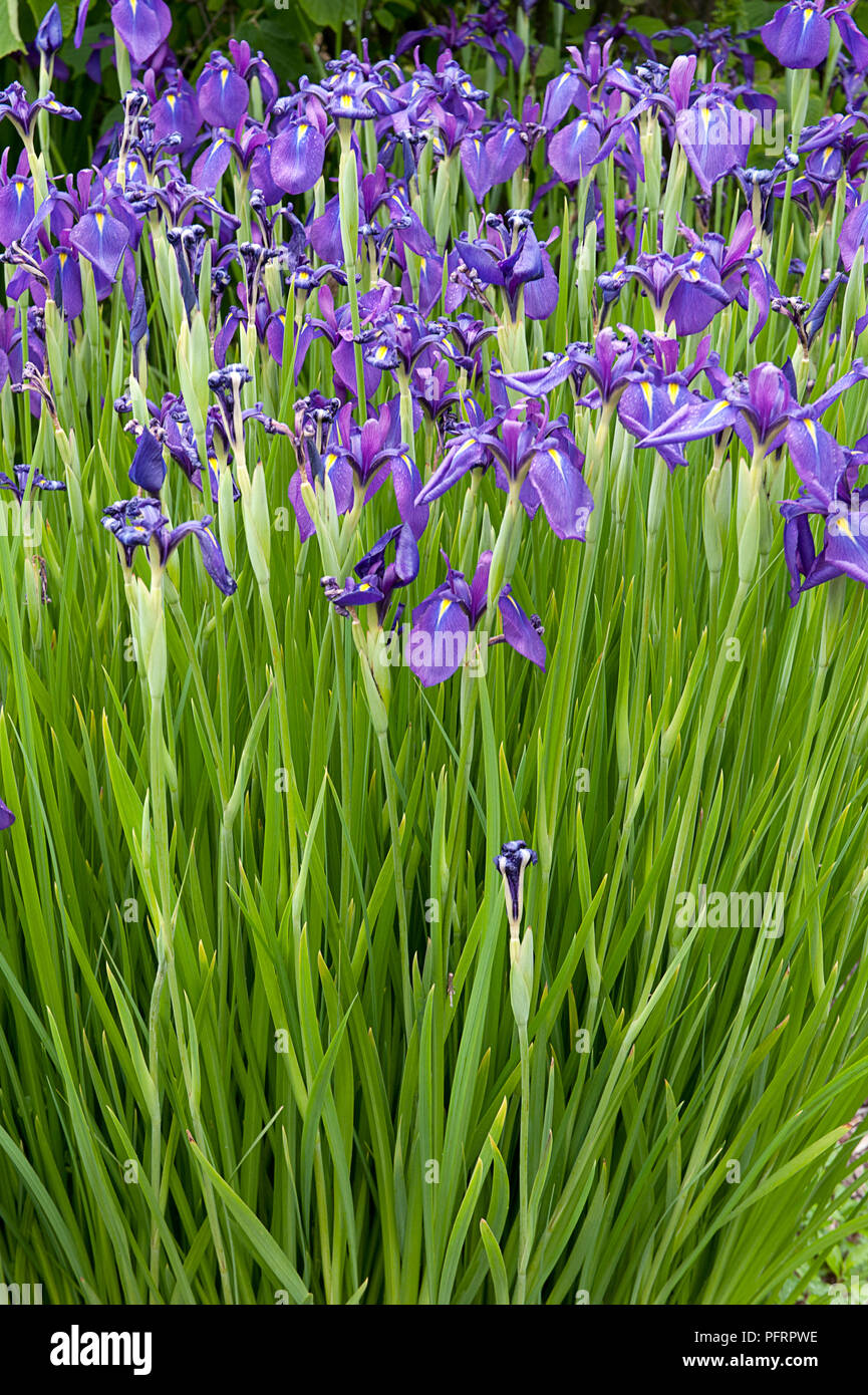 Douglas iris hi-res stock photography and images - Alamy