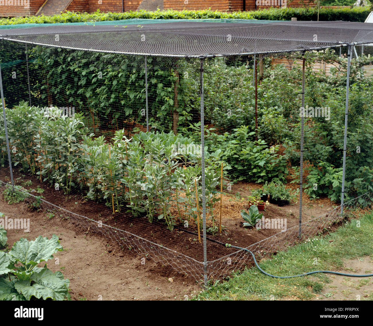 Fruit cage hi-res stock photography and images - Alamy