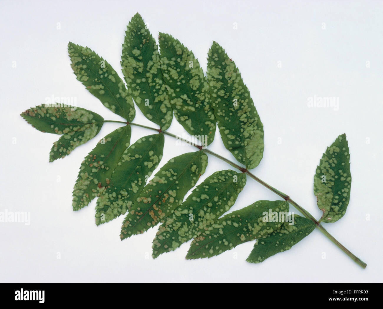 Honey Locust Leaf Stock Photos & Honey Locust Leaf Stock Images - Alamy