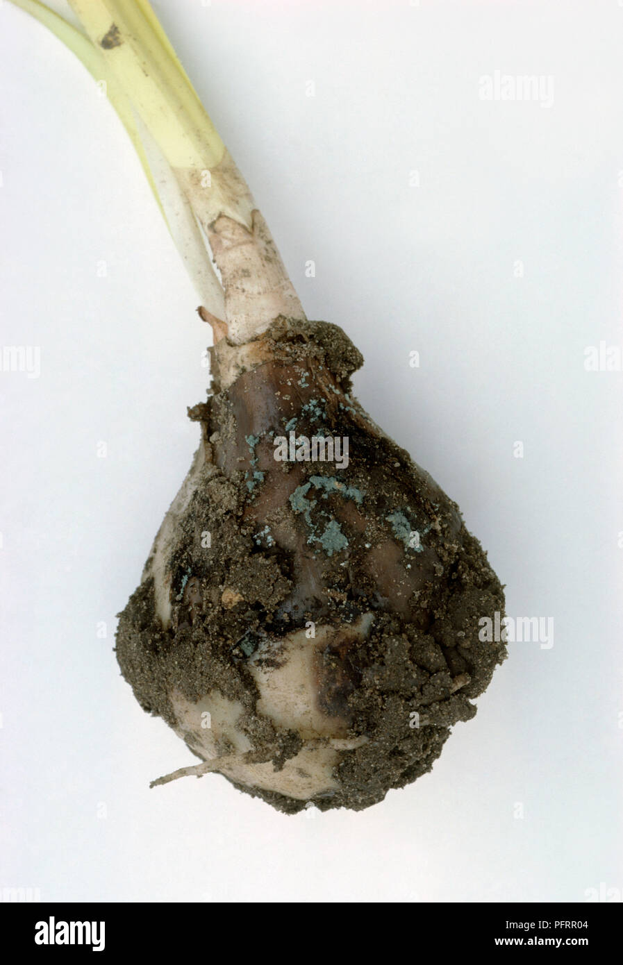Bulb showing symptoms of storage rot - discoloured sunken patches on ...