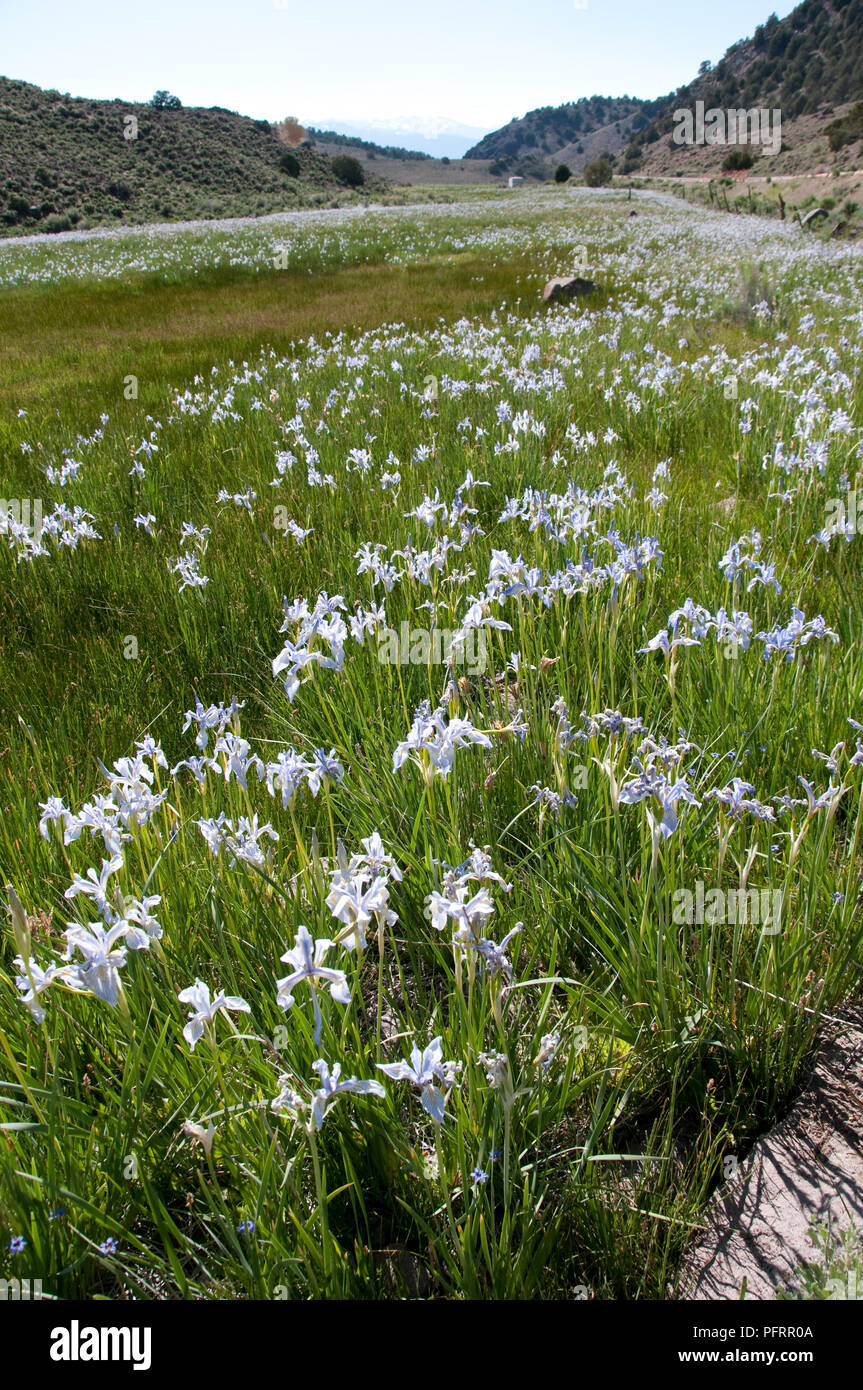 Douglas Iris Iris Douglasiana, Douglas Iris – Woodbrook Native Plant
