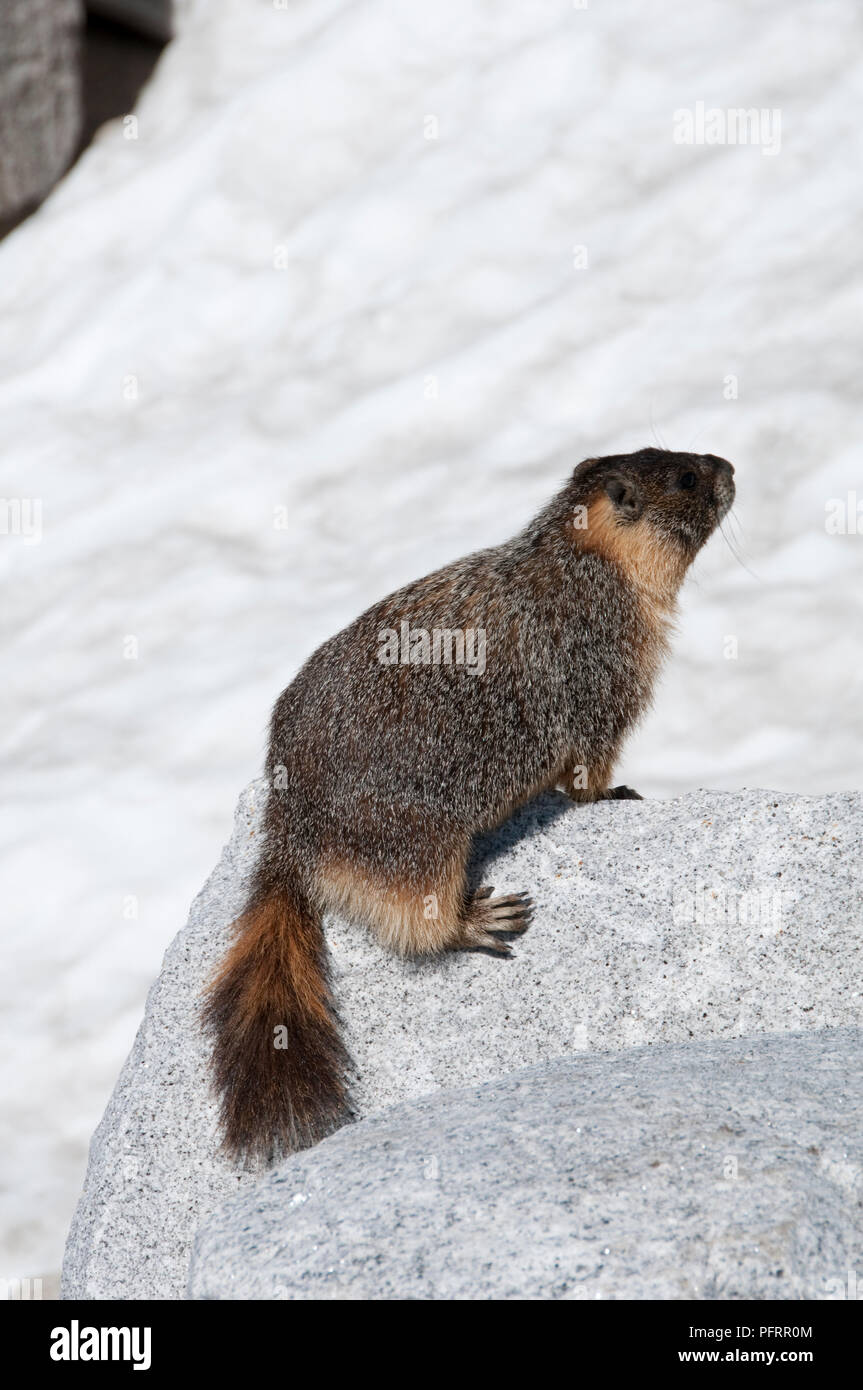 USA, California, Yosemite, Tioga Pass Road, Yellow-bellied Marmot ...