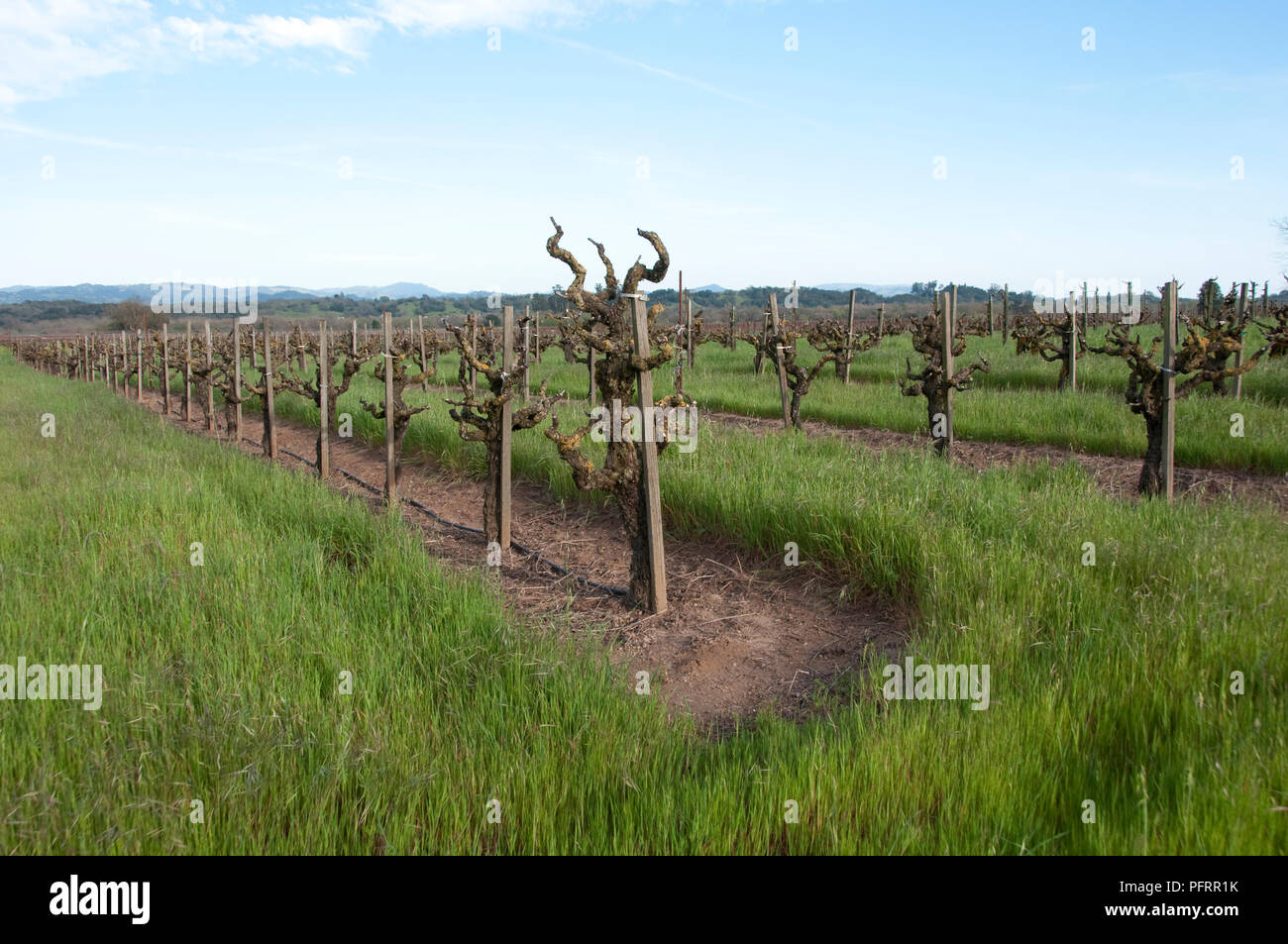 Twisted grapevines hi-res stock photography and images - Alamy
