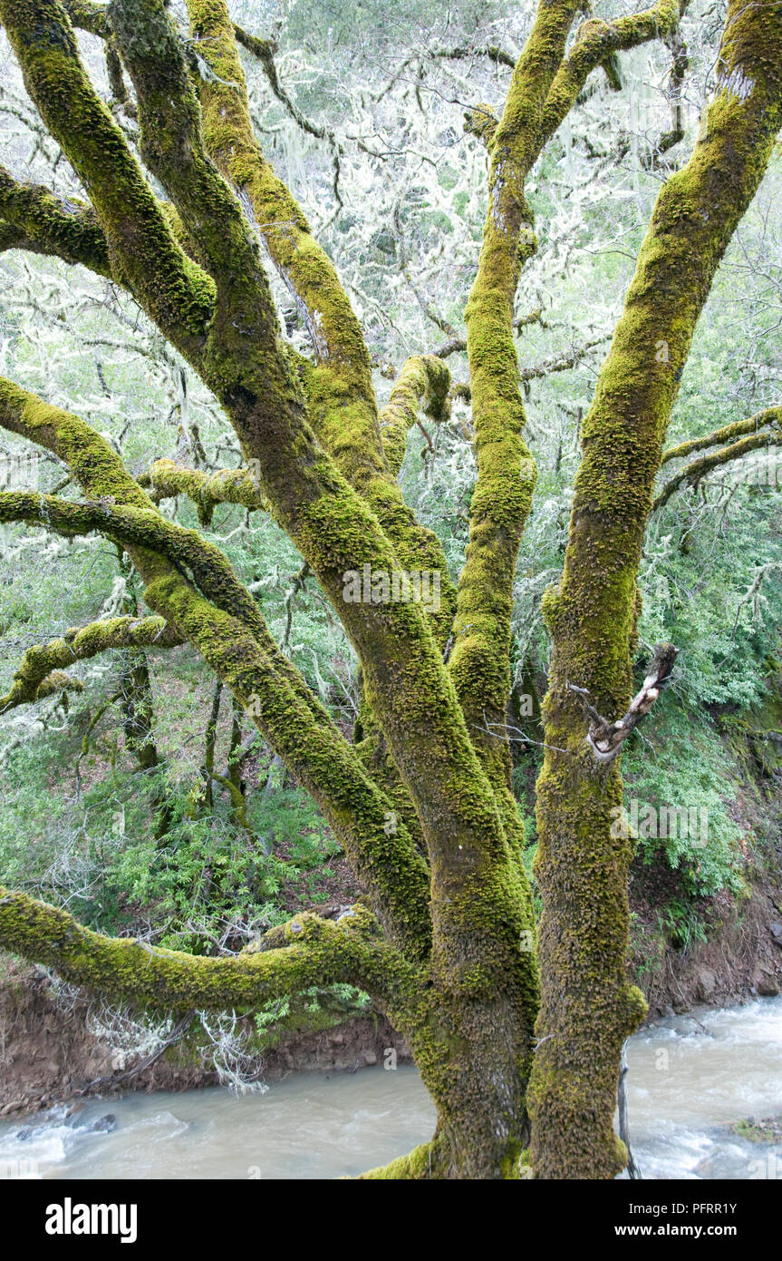 USA, California, old tree covered with moss, by the side of a river ...