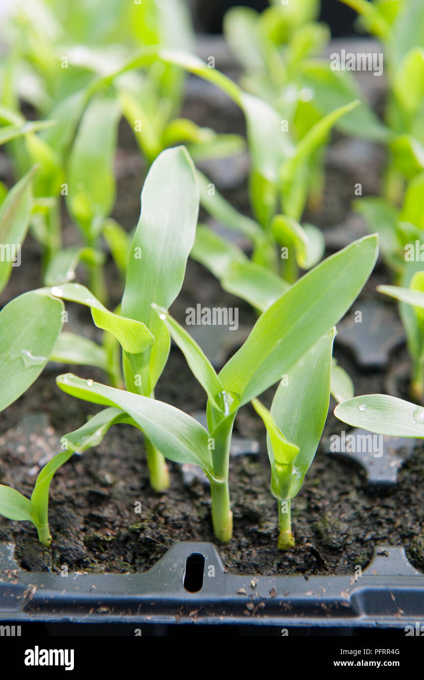Sweetcorn seedling hi-res stock photography and images - Alamy