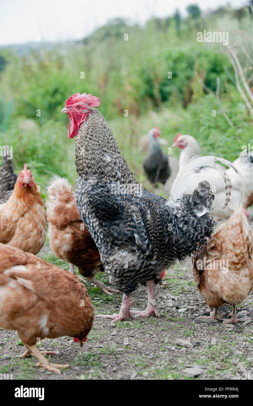 Cuckoo Marans rooster surrounded by hens of various breeds Stock Photo ...