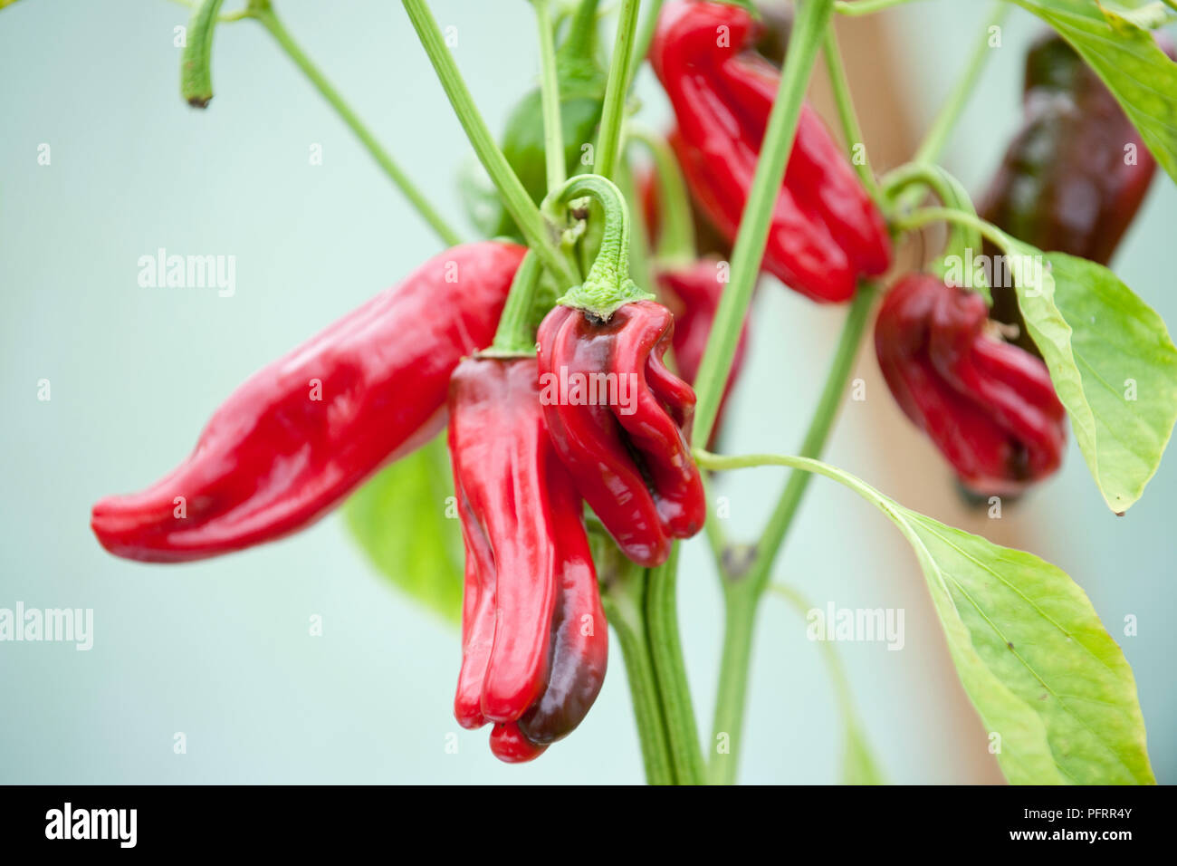 Red peppers on plant hi-res stock photography and images - Alamy