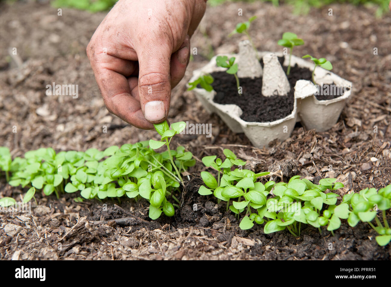 Basil Seedlings