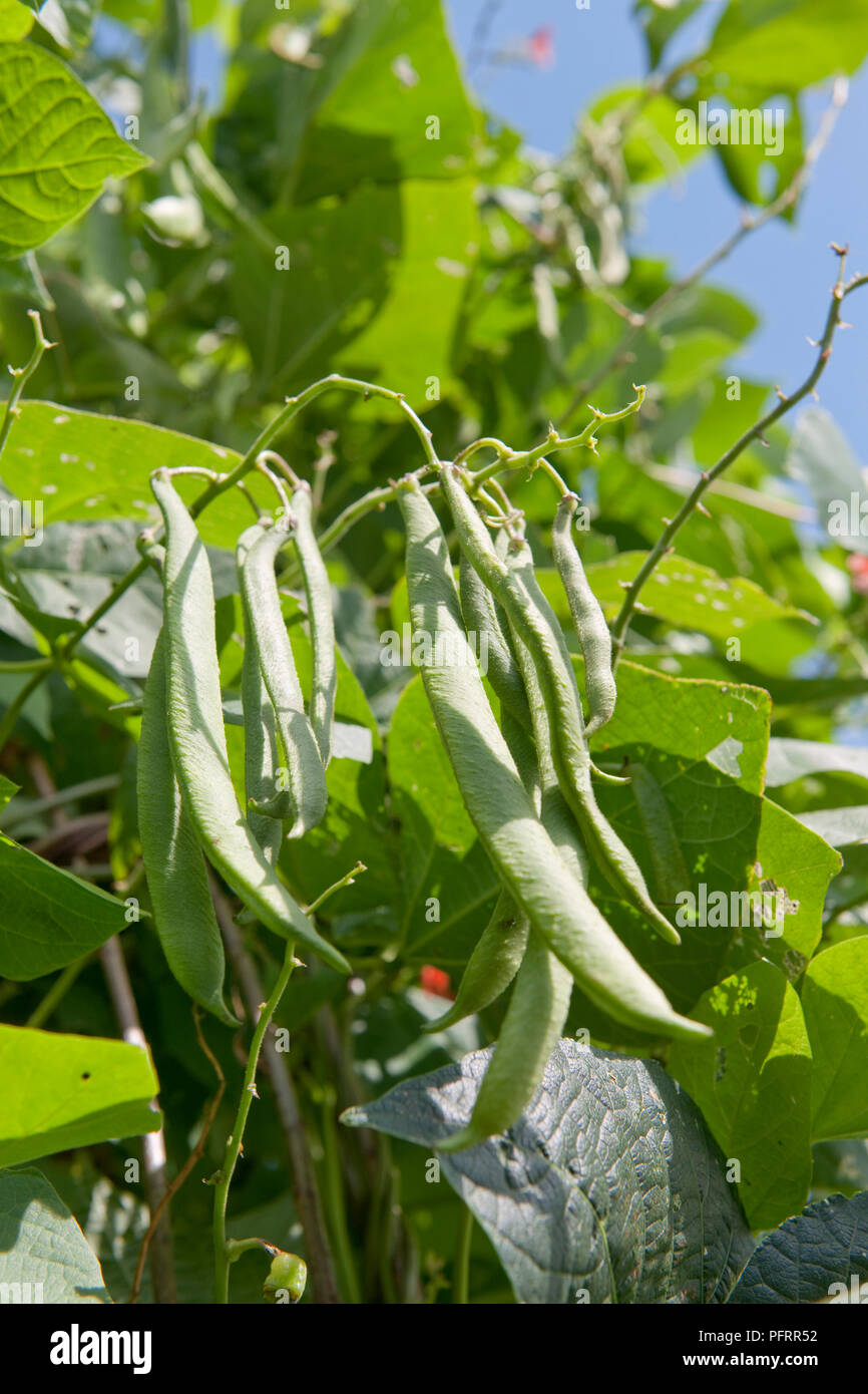 Runner bean leaf on stem hi-res stock photography and images - Alamy