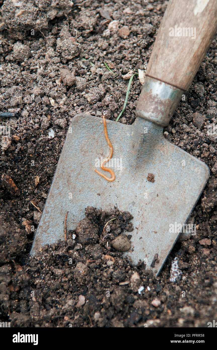 Earthworm soil view hi-res stock photography and images - Alamy