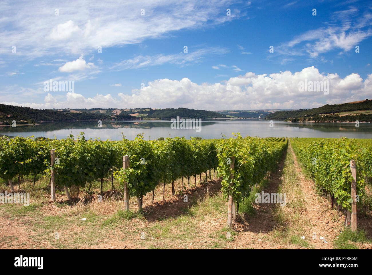 Italy, Lago di Corbara, vineyard overlooking lake with white clouds and ...