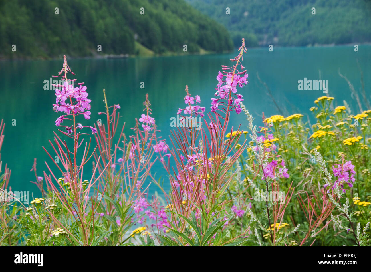 Italy, Trentino Alto Adige, Val Senales, pink and yellow wild flowers ...