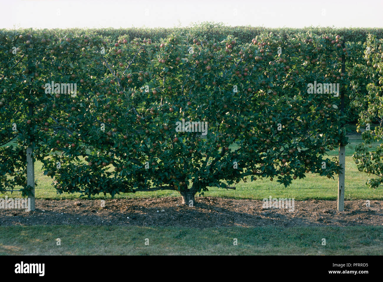 Apple fan hi-res stock photography and images - Alamy