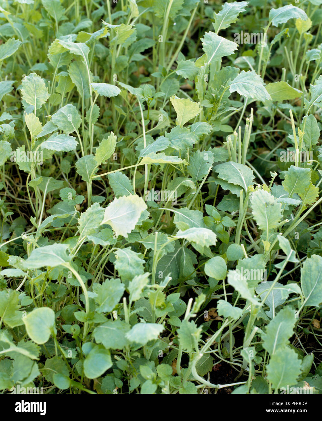 Rapeseed leaves hi-res stock photography and images - Alamy