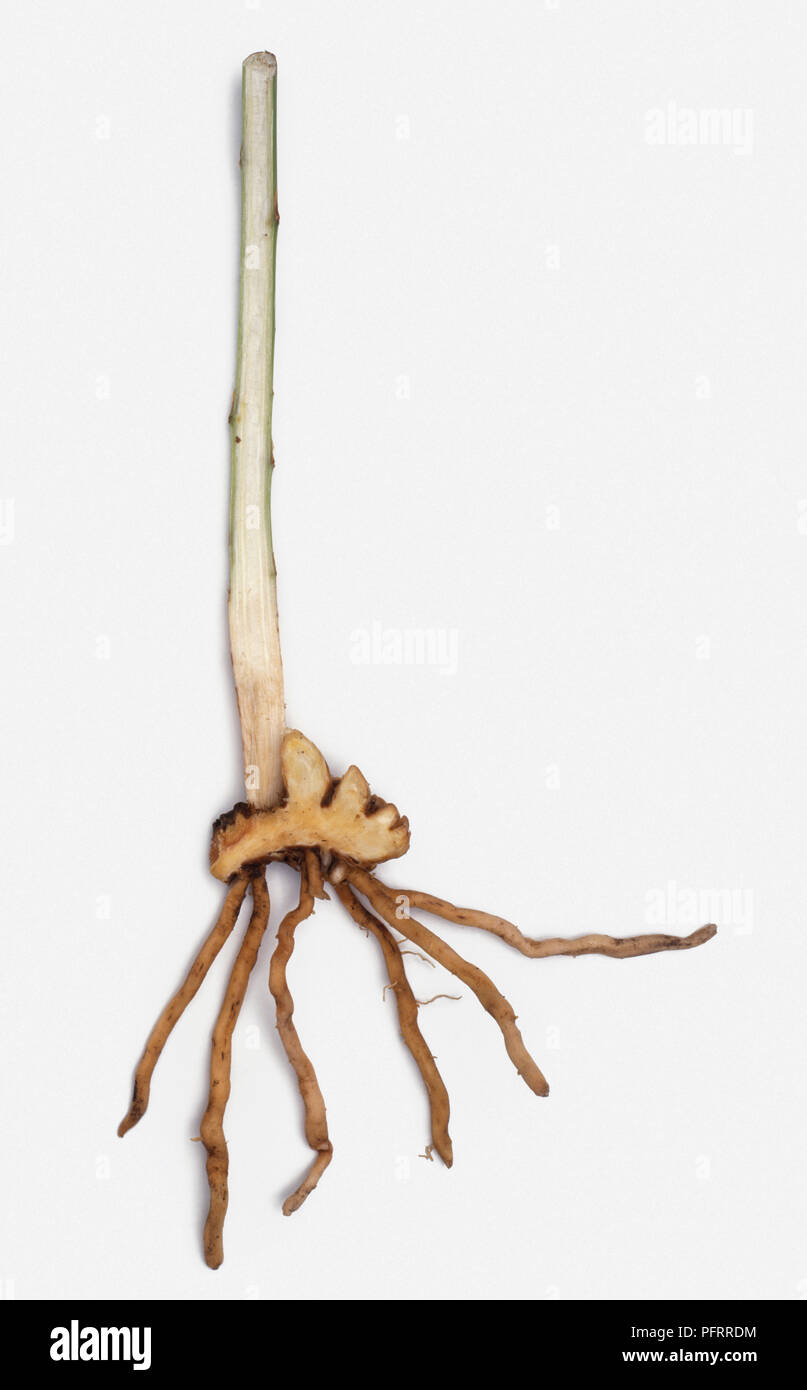 Asparagus officinalis bud and roots on stem Stock Photo - Alamy