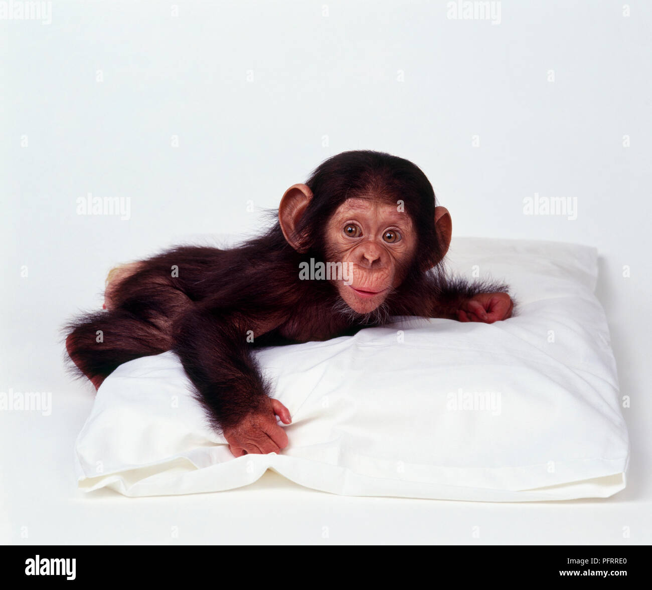 Chimpanzee looking into camera hi-res stock photography and images - Alamy