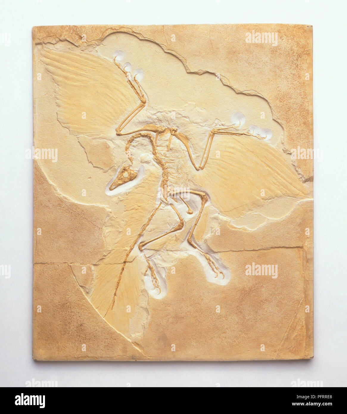 Imprint fossil hi-res stock photography and images - Alamy