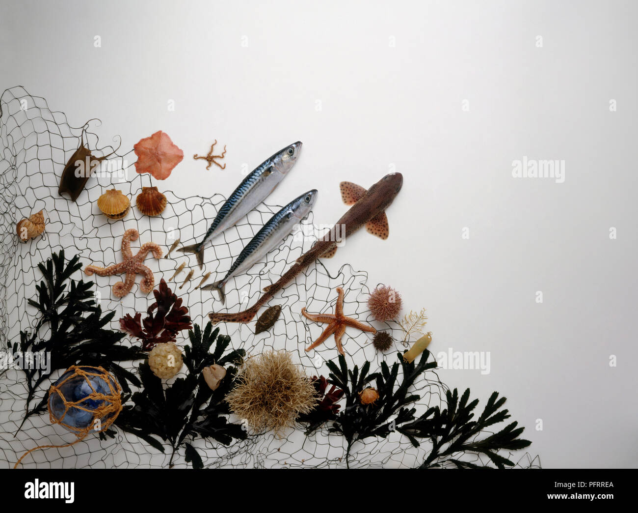 Starfish egg hi-res stock photography and images - Alamy