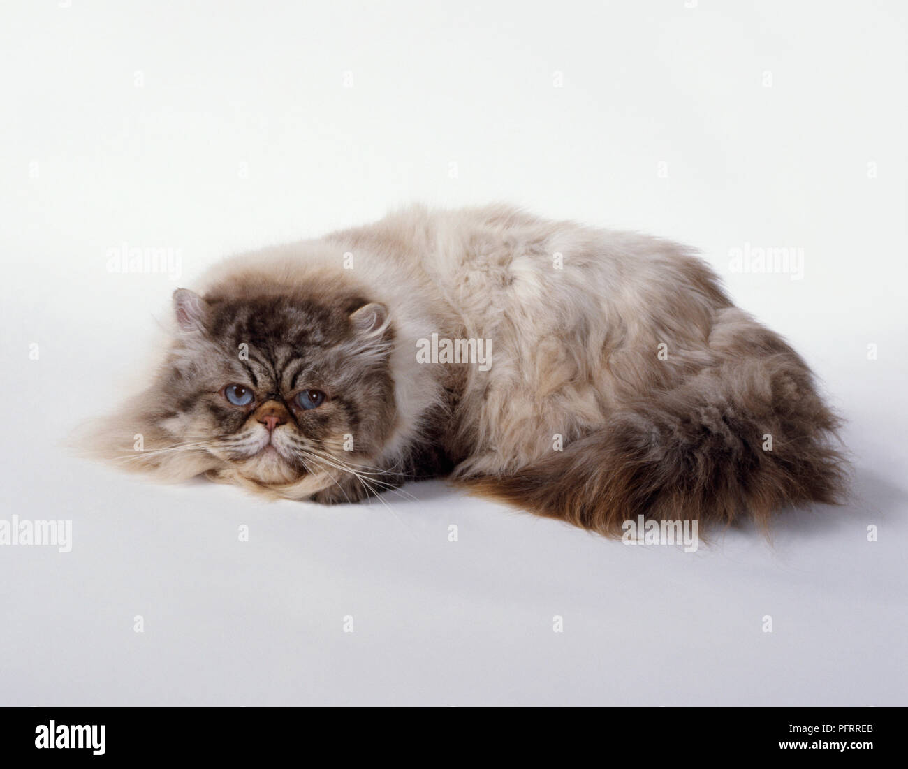 Cream and white persian cat hi-res stock photography and images - Alamy