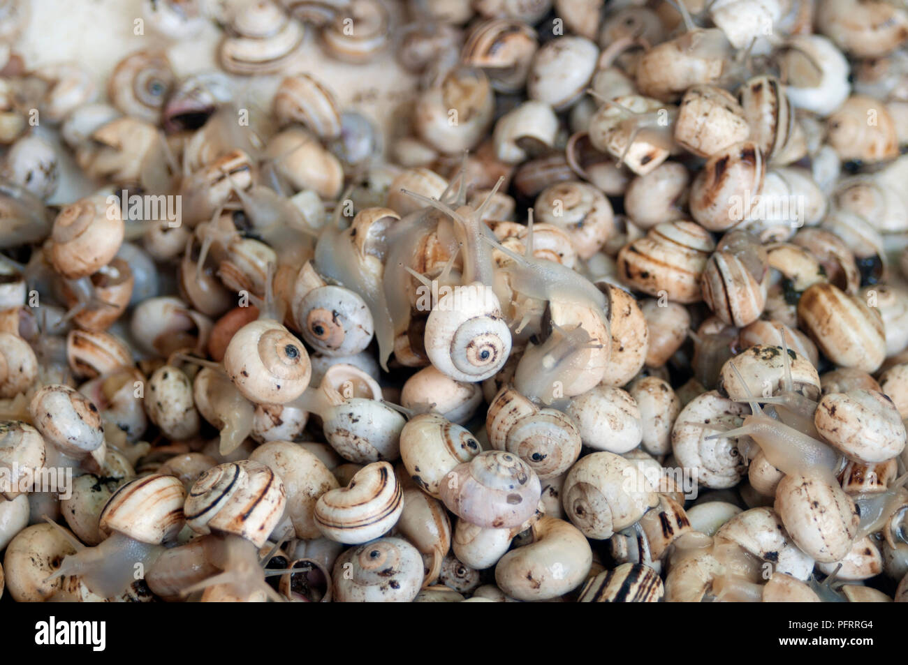 Treviso fish market hi-res stock photography and images - Alamy