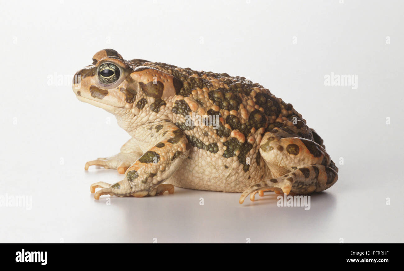 European Green Toad (Bufo viridis) showing natural pattern Stock Photo ...