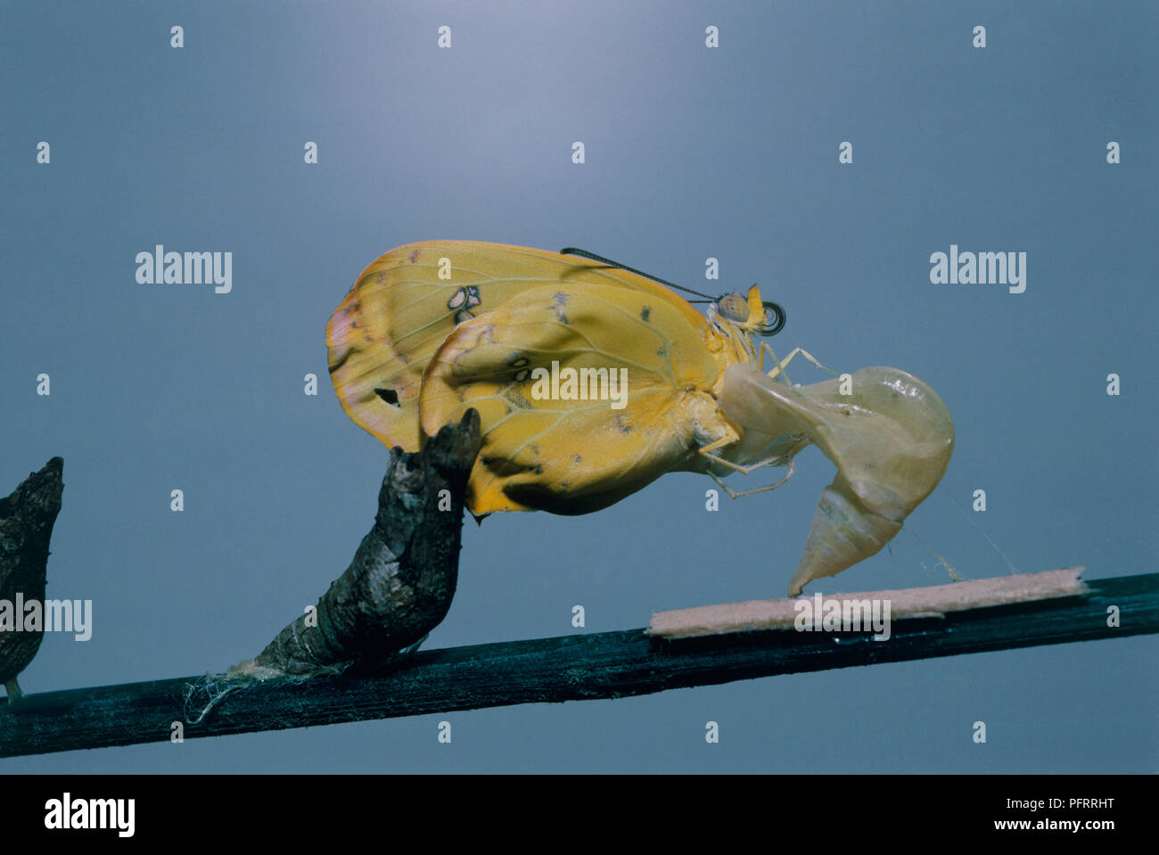 Yellow butterfly hatching Stock Photo - Alamy
