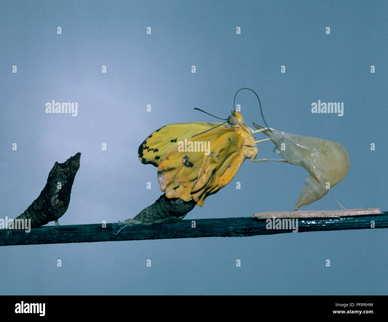 Yellow butterfly hatching Stock Photo - Alamy