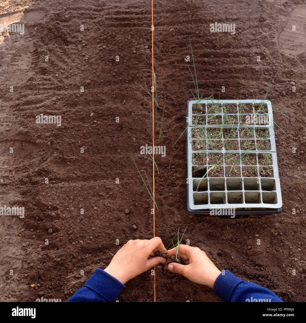 Transplanting plug plants hi-res stock photography and images - Alamy