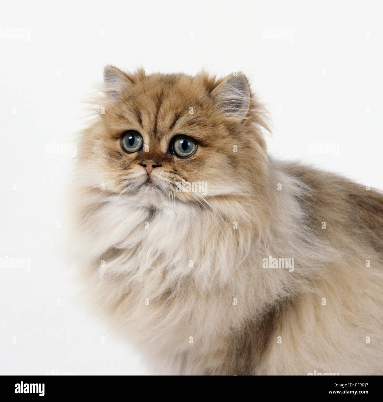 Cream and brown Persian cat, close-up Stock Photo - Alamy