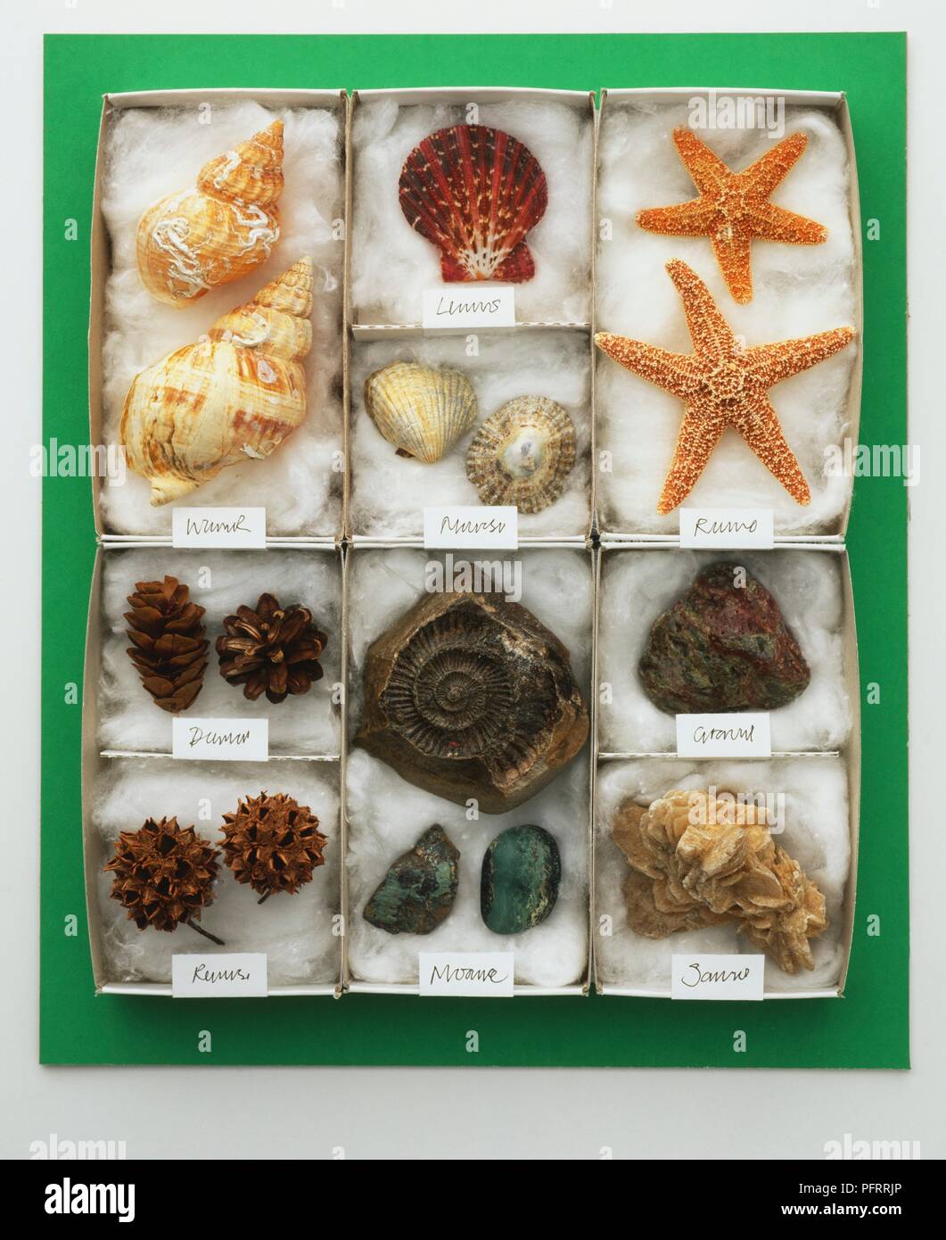Display tray of shells, above shot Stock Photo - Alamy