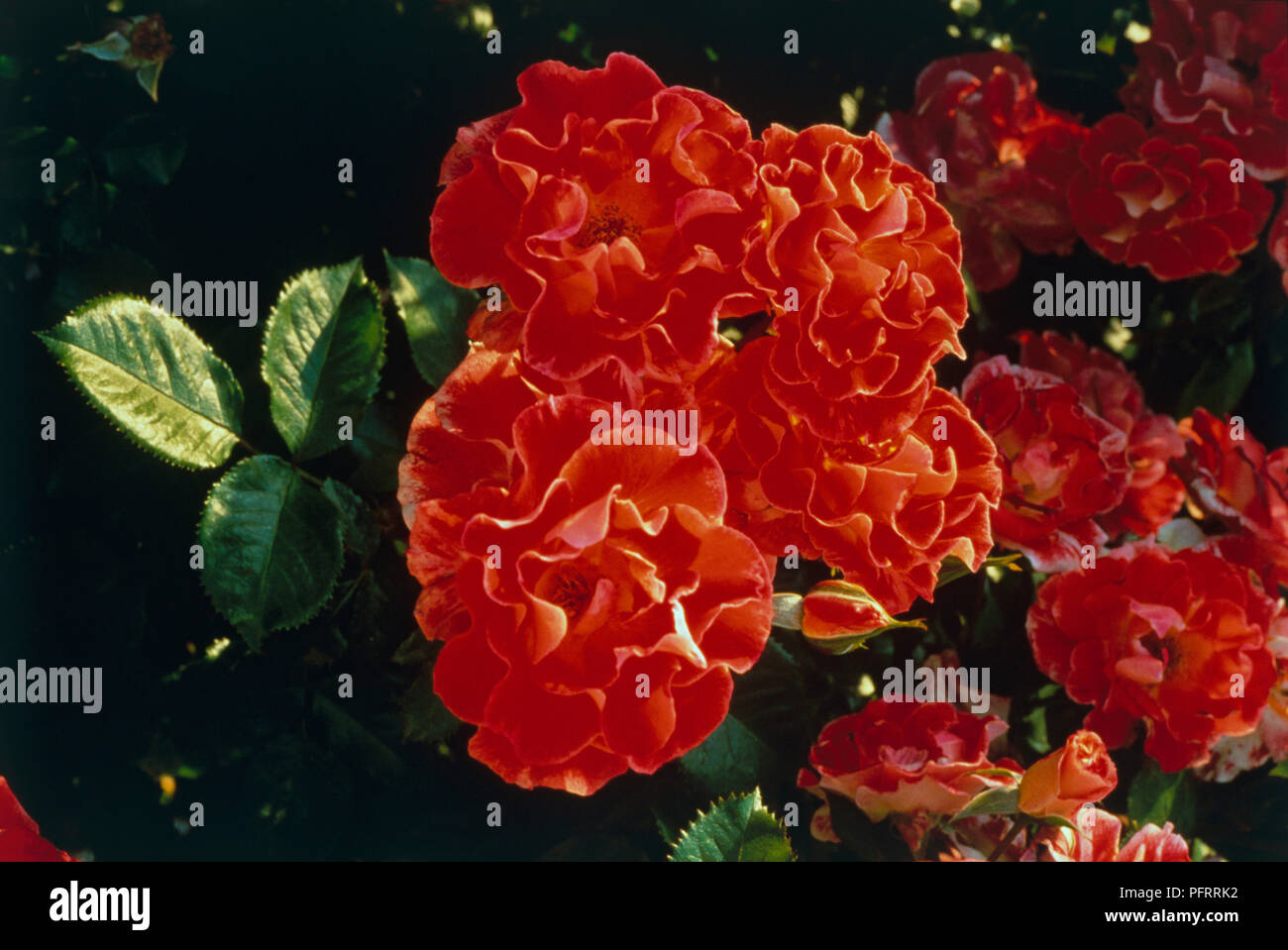 Bush tango hi-res stock photography and images - Alamy