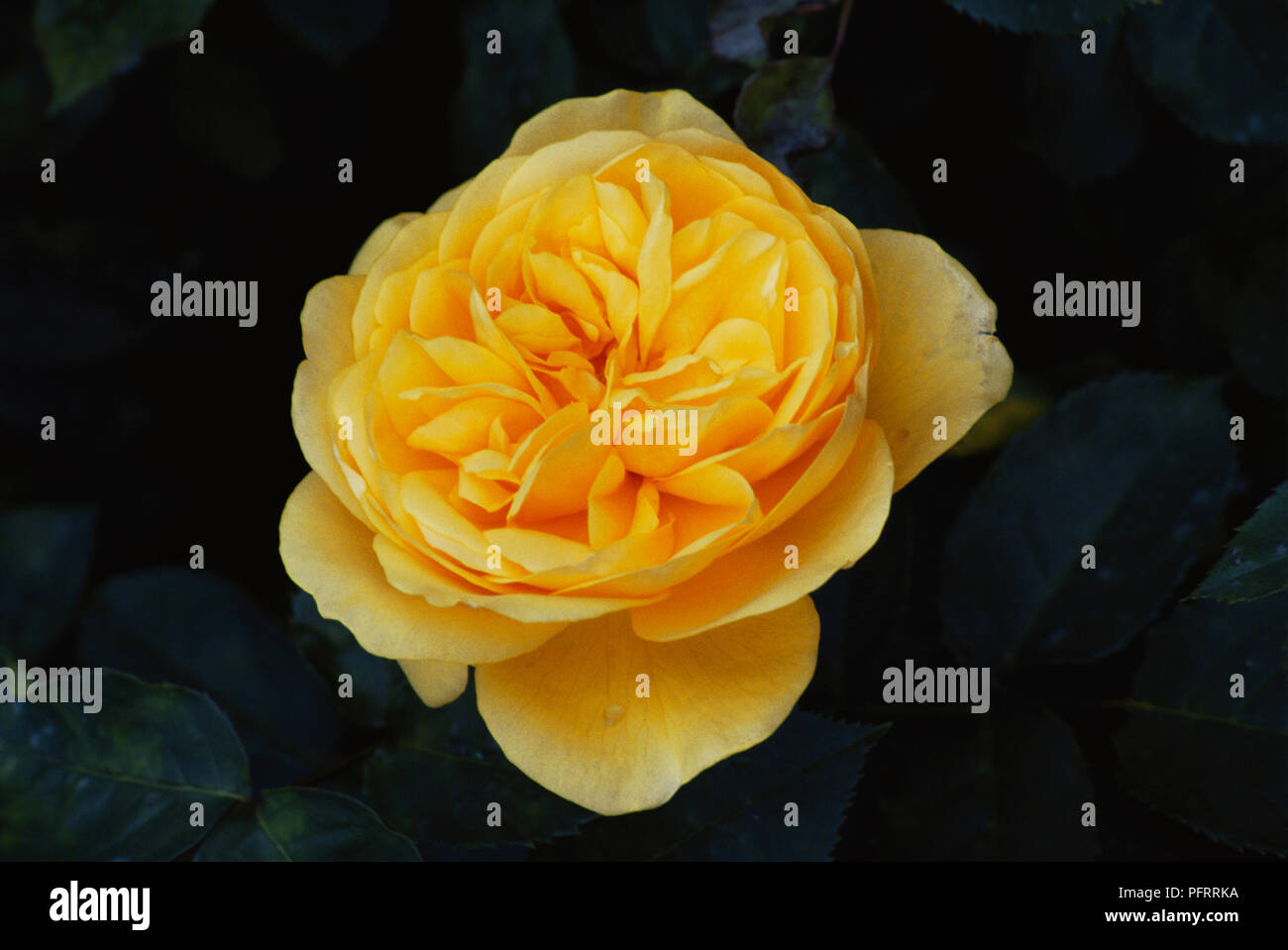 Rose and nature graham hi-res stock photography and images - Alamy