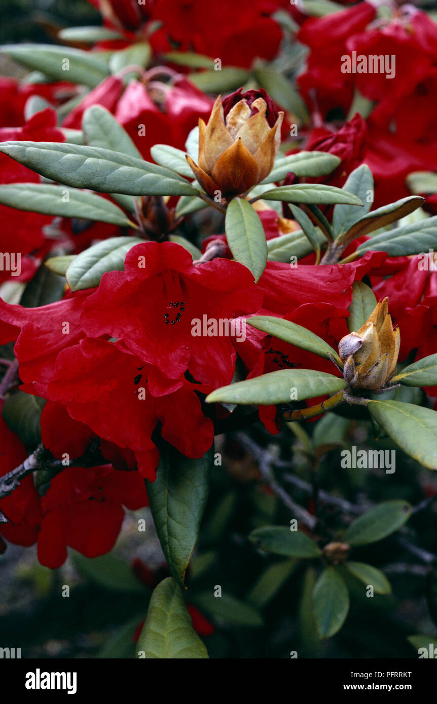 Deep Red Rhododendron High Resolution Stock Photography and Images - Alamy
