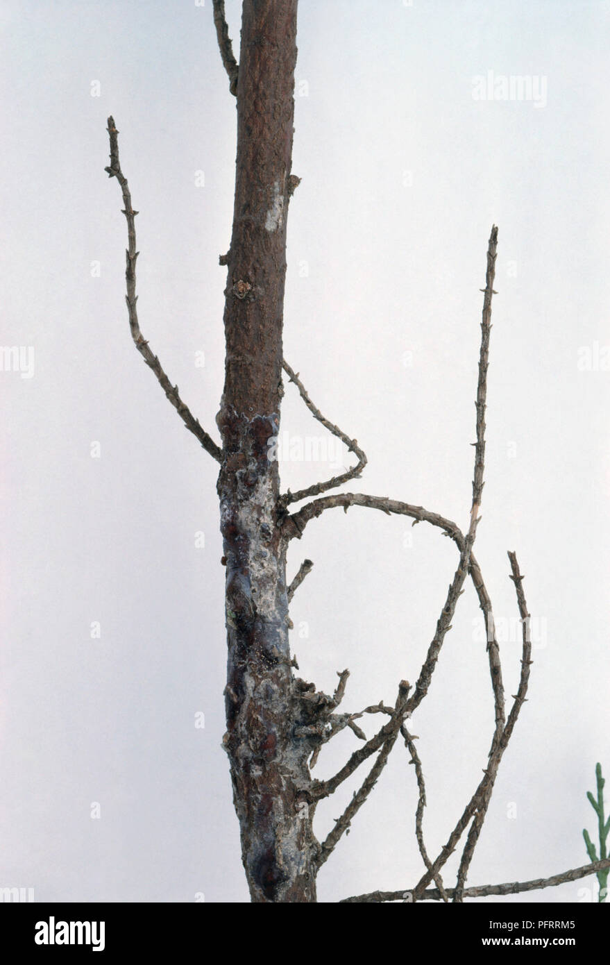 Canker disease hi-res stock photography and images - Alamy