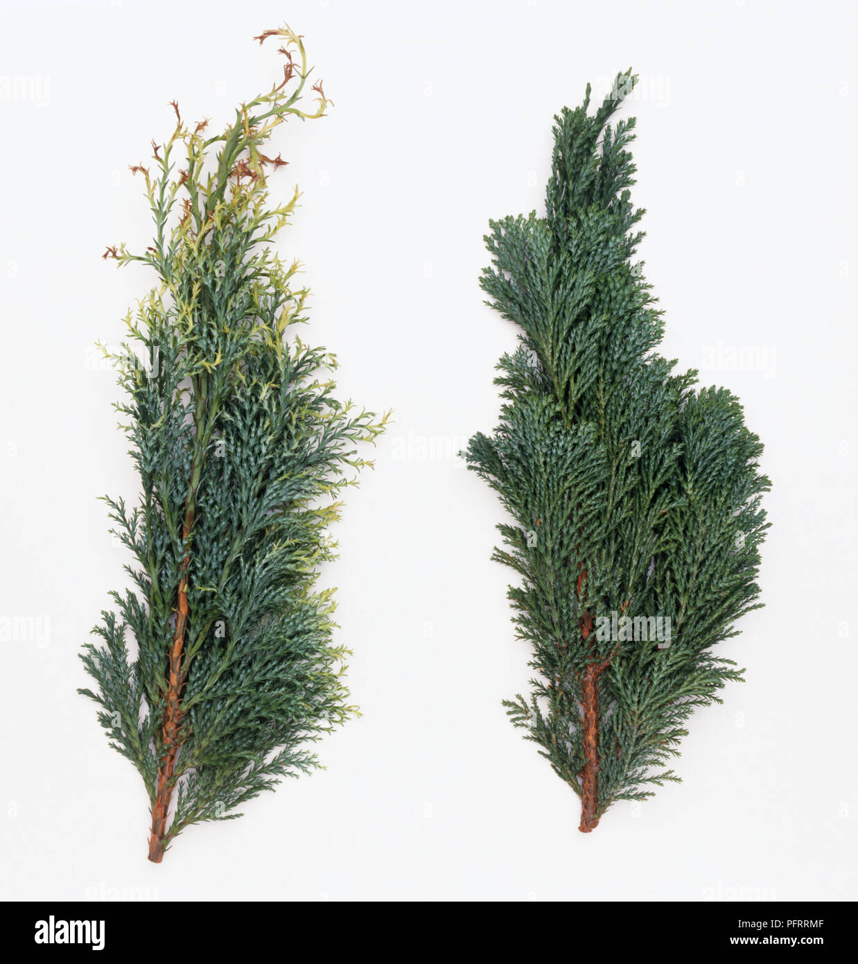 Healthy Conifer cutting, and cutting distorted by hormone weedkiller ...