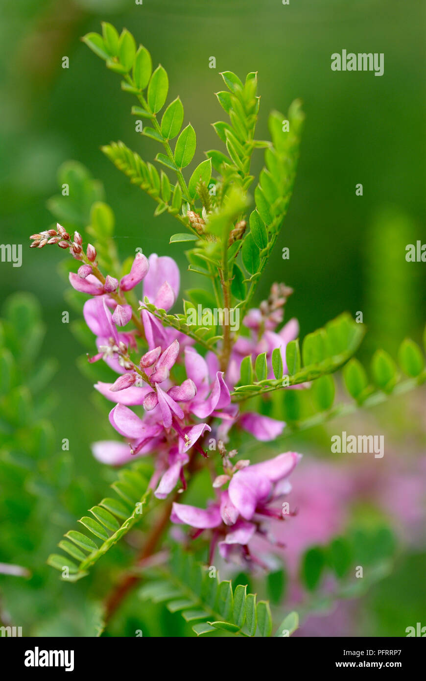 Indigofera Heterantha Stock Photos & Indigofera Heterantha Stock Images ...