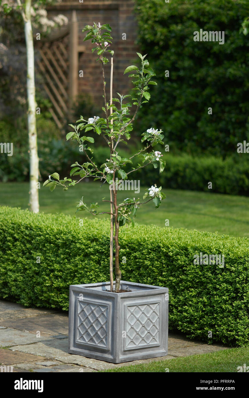 Boxwood tree container hi-res stock photography and images - Alamy