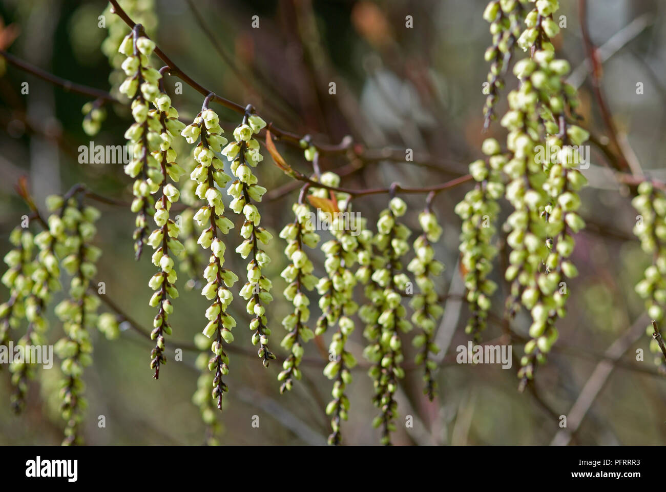Stachyurus chinensis hi-res stock photography and images - Alamy