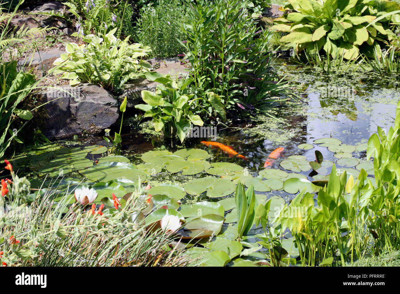 Goldfish in pond on hi-res stock photography and images - Alamy