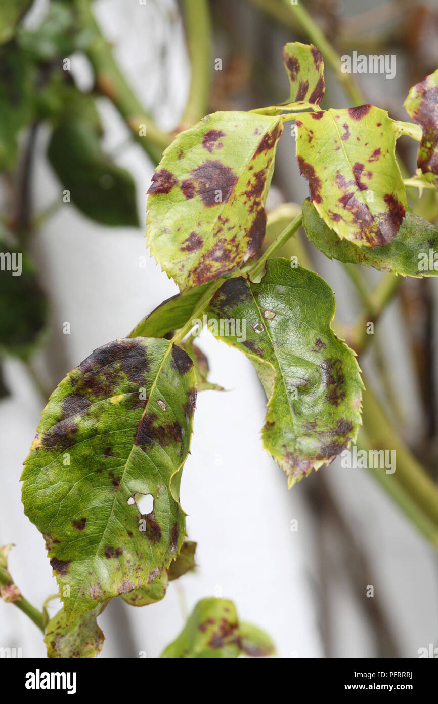 Rose Leaf Problems High Resolution Stock Photography and Images - Alamy
