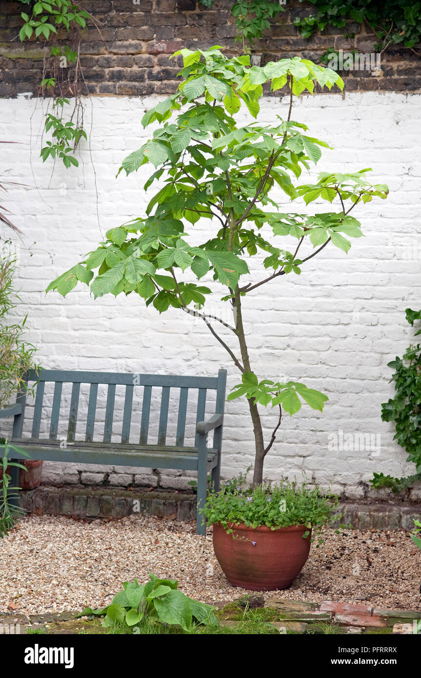 Young Aesculus hippocastanum (Horse Chestnut) tree on gravel in plant ...