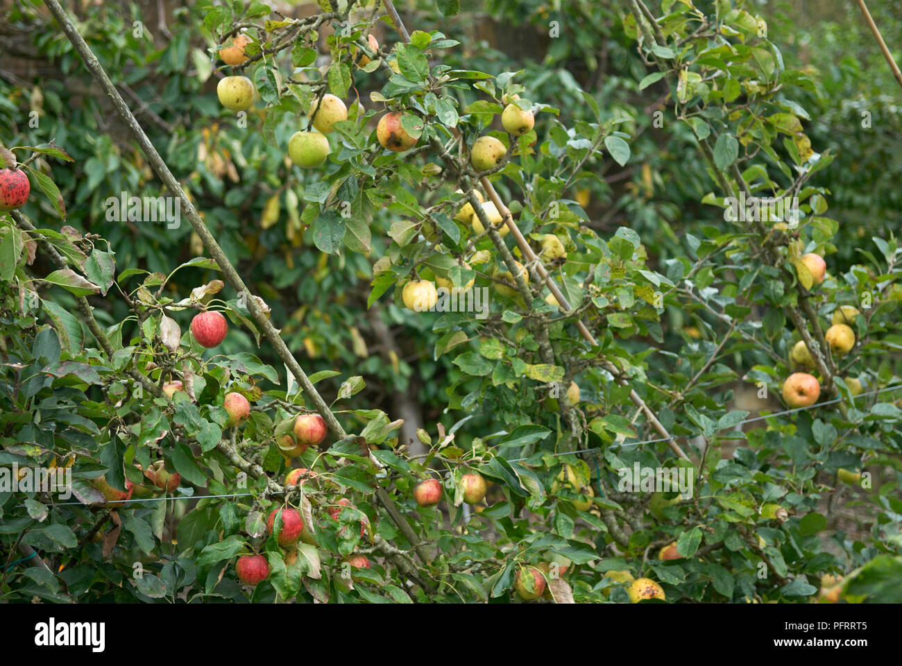 Apple cordons hi-res stock photography and images - Alamy