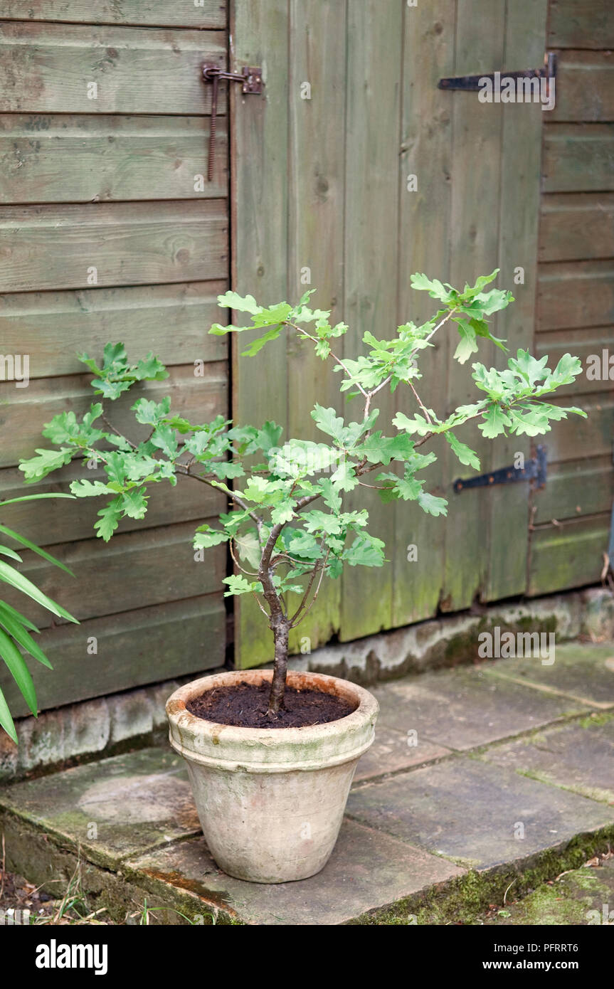 Sapling oak tree pot hi-res stock photography and images - Alamy
