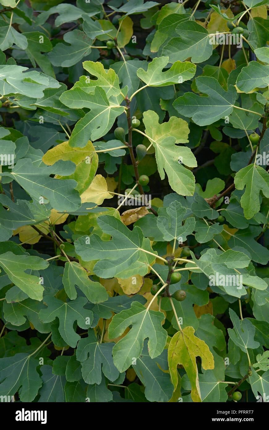 Ficus carica brown turkey hi-res stock photography and images - Alamy