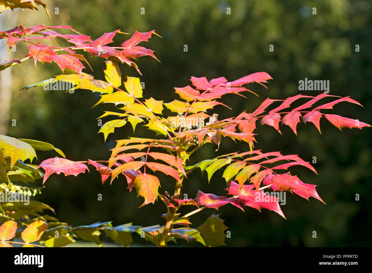 Mahonia red leaves hi-res stock photography and images - Alamy