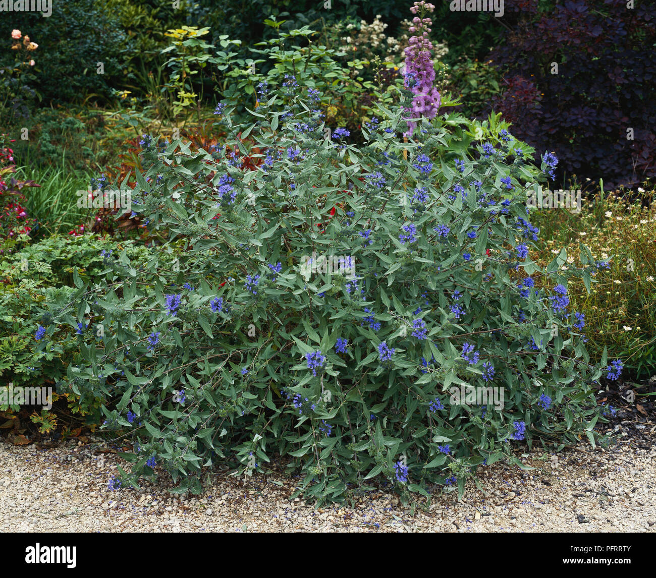 Bluebeard hi-res stock photography and images - Alamy