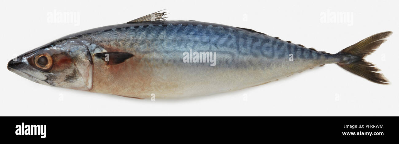Saba mackerel (Scombridae Stock Photo - Alamy